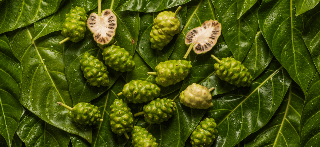 Why Noni Fruit - The "Miracle Fruit" - Elixir of Life